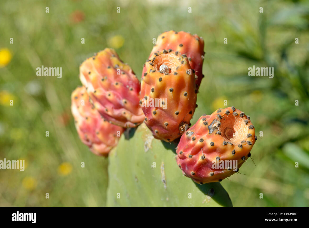 Pink fruit of the prickly pear cactus hi-res stock photography and ...