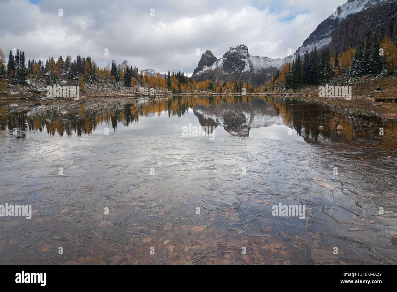 Autumn landscape at Opabin plateau. Lake O'Hara area. Yoho National ...