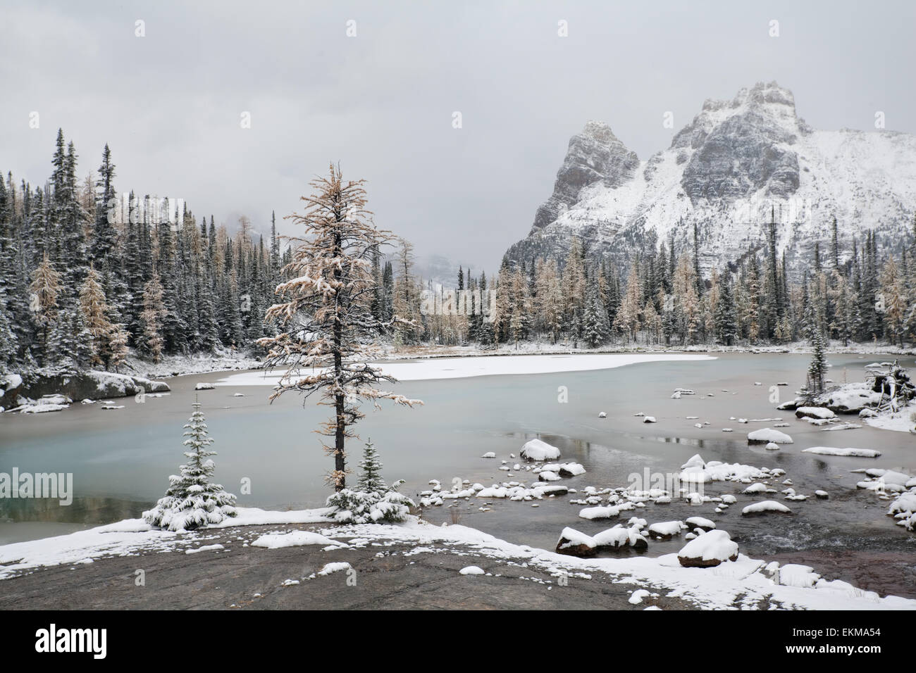 Autumn landscape at Opabin plateau. Lake O'Hara area. Yoho National ...