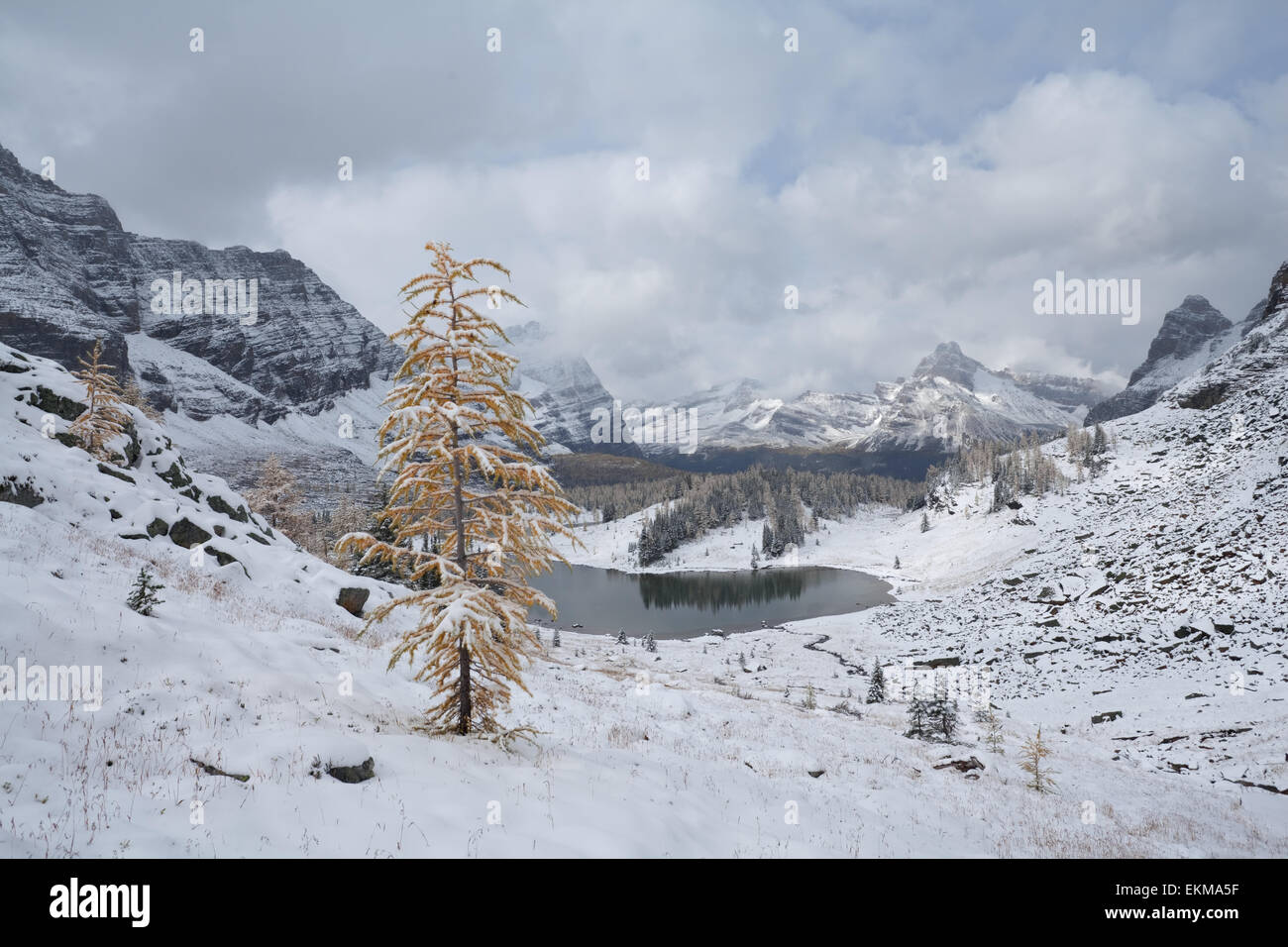 Autumn landscape at Opabin plateau. Hungabee lake. Lake O'Hara area ...