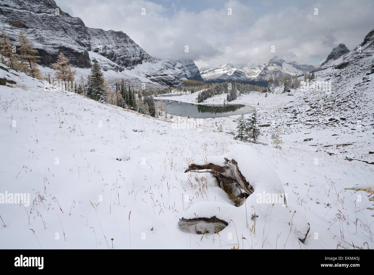 Autumn landscape at Opabin plateau. Hungabee lake. Lake O'Hara area ...