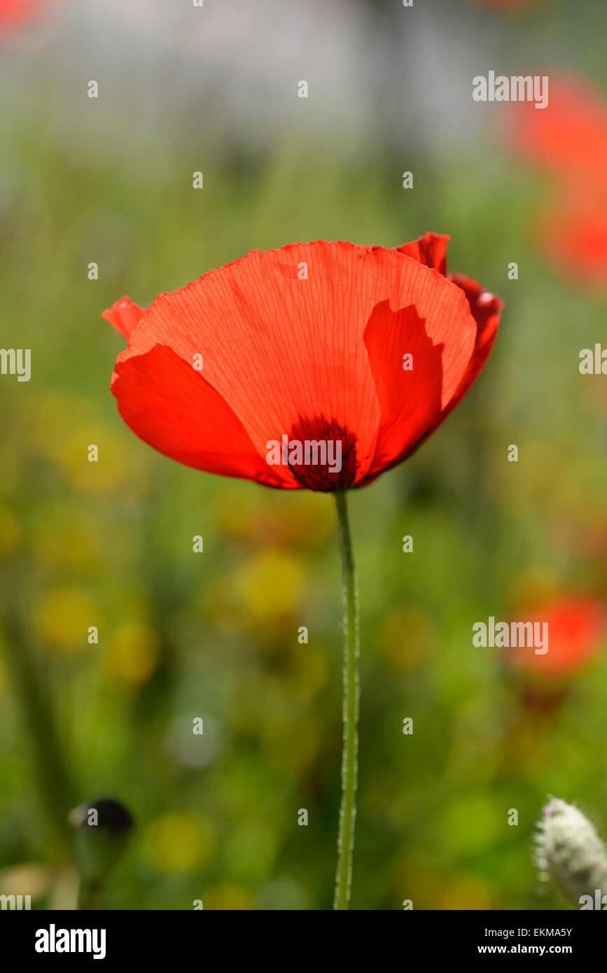 Earth poppy hi-res stock photography and images - Alamy