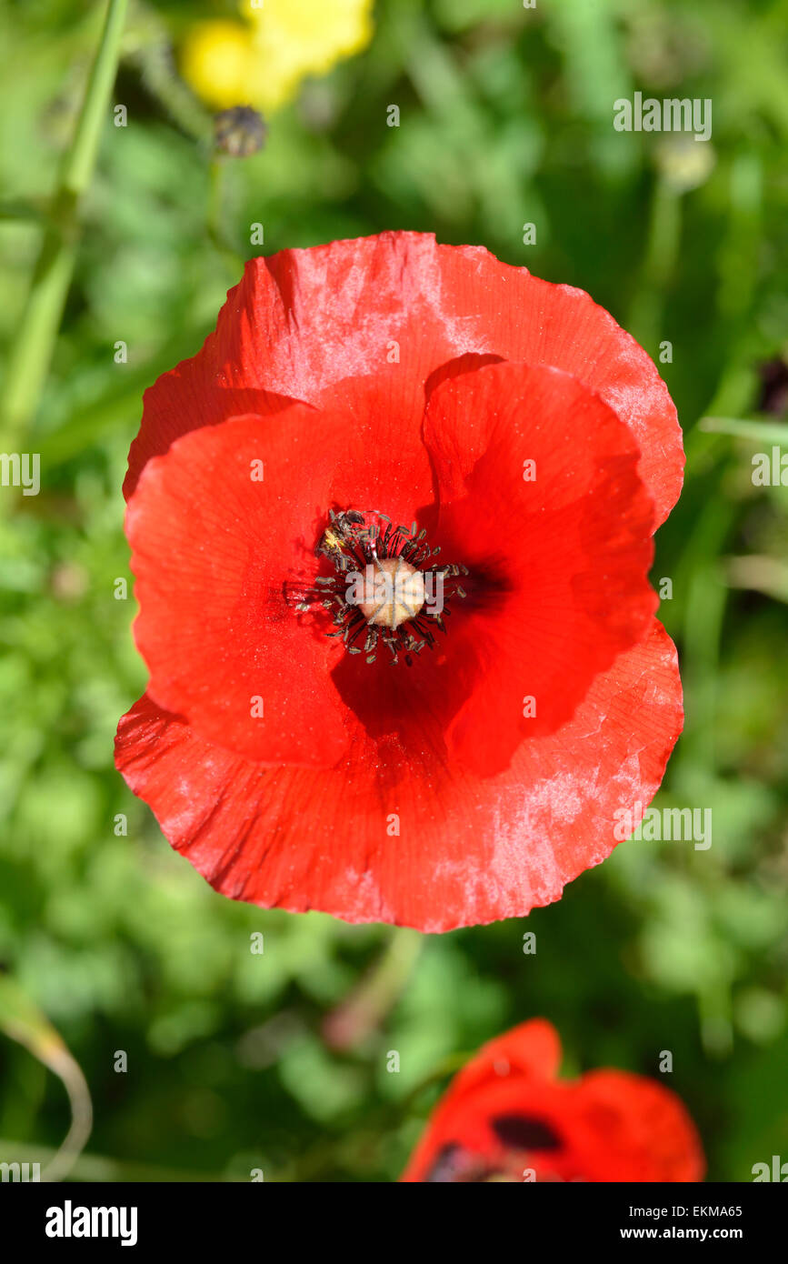 Earth poppy hi-res stock photography and images - Alamy
