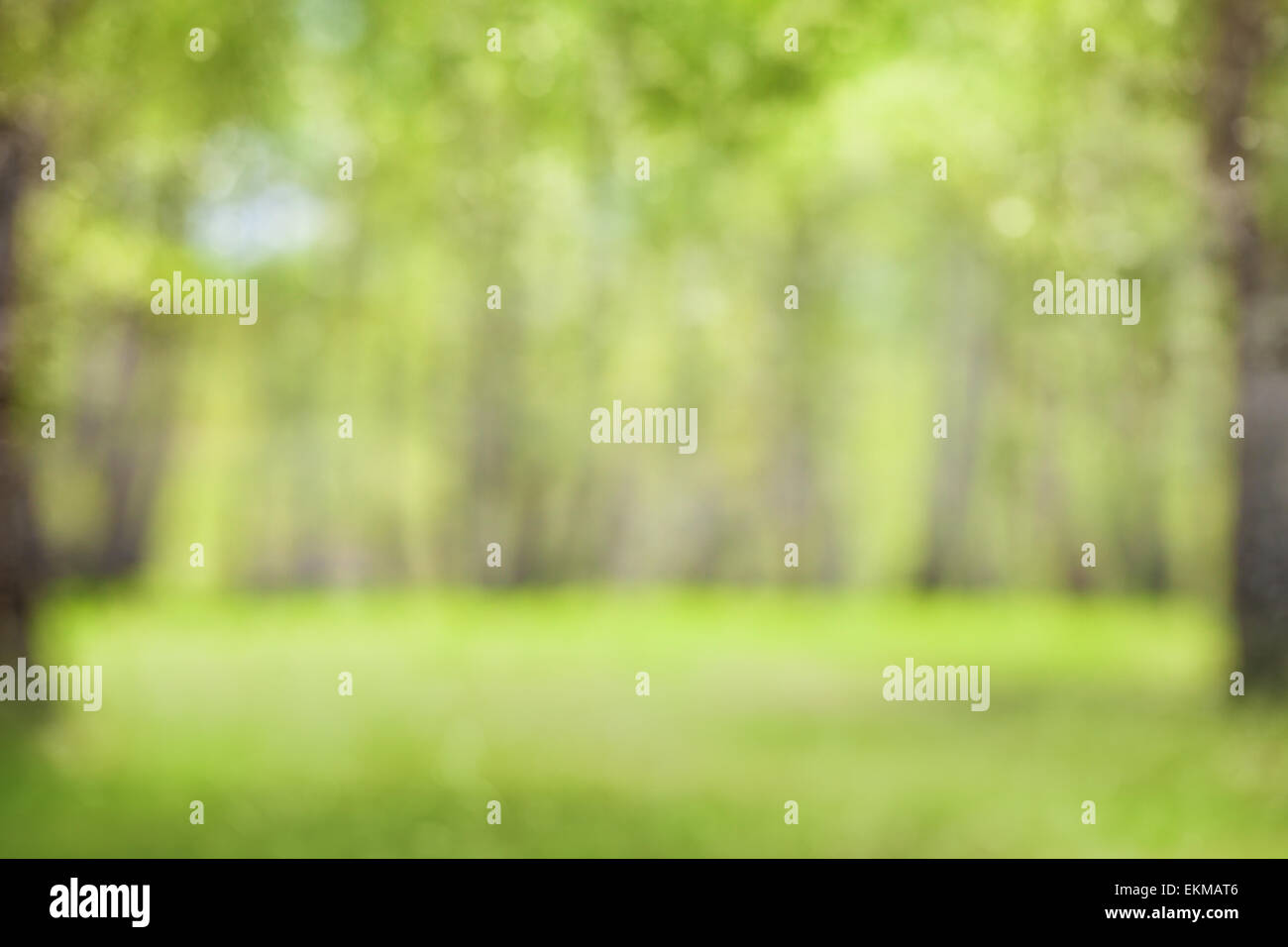 Spring green forest blurred or defocused background Stock Photo - Alamy