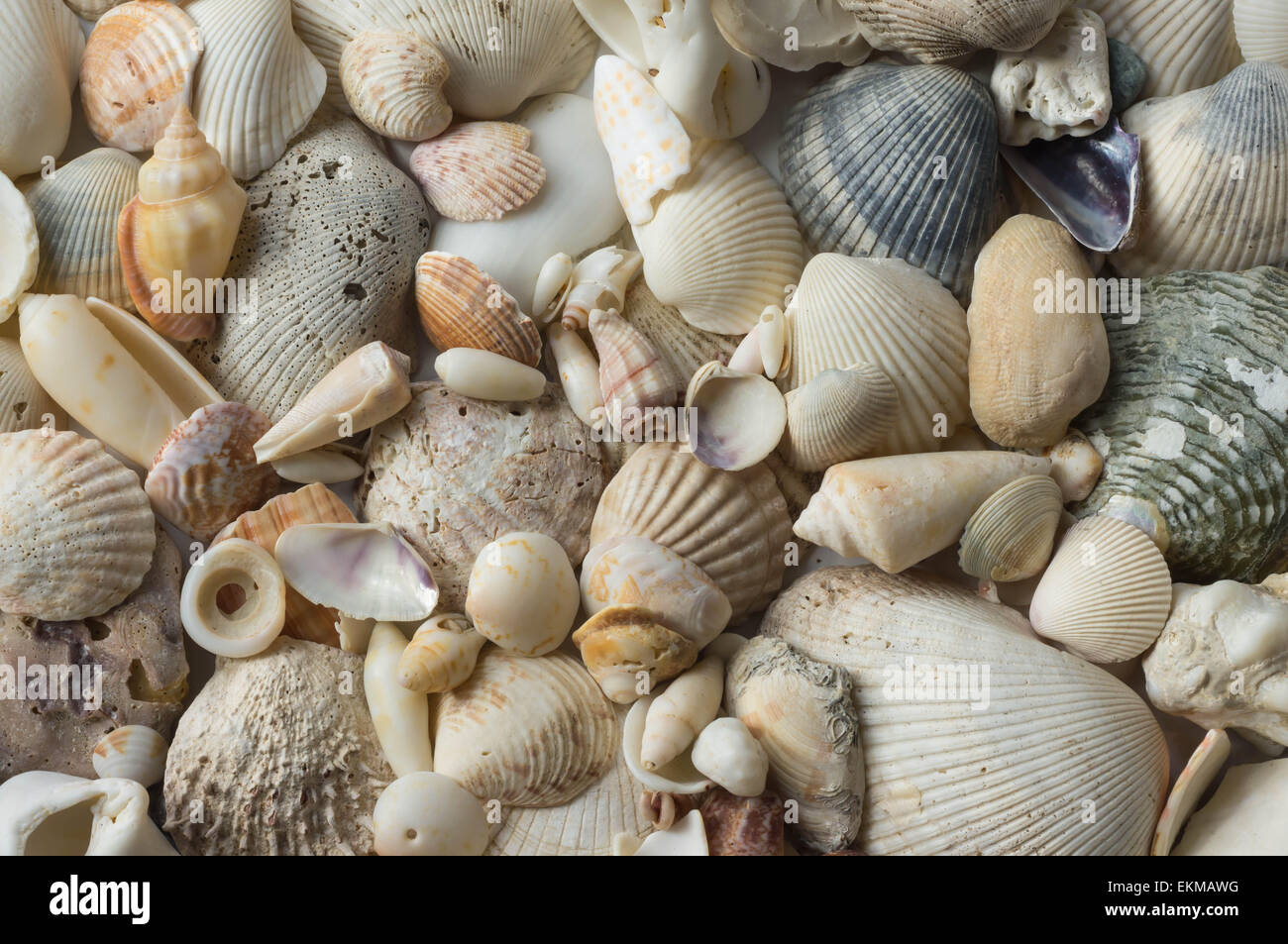 Background from the scattered sea shells Stock Photo - Alamy
