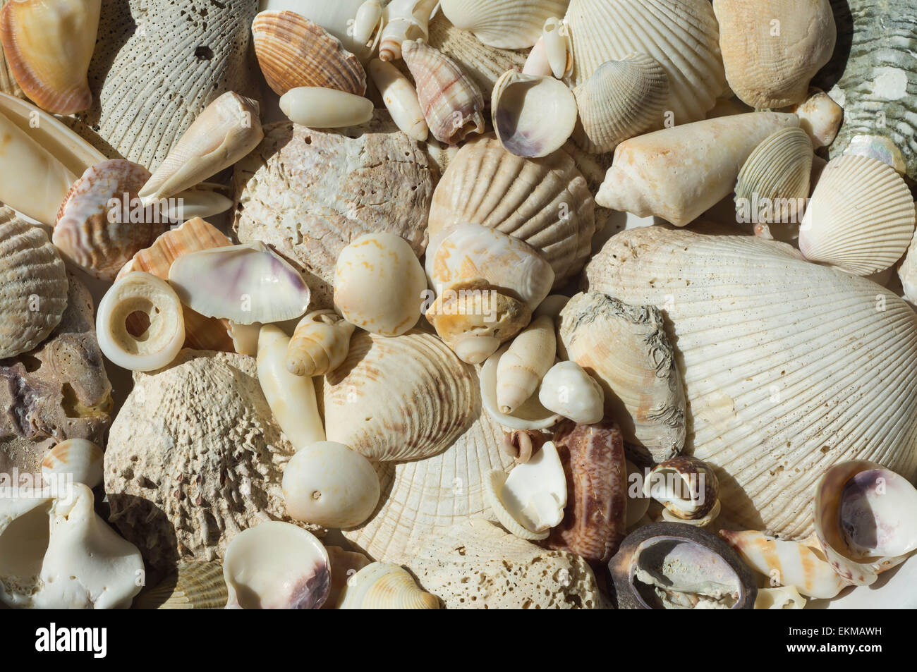 Holiday background shells different hi-res stock photography and images ...