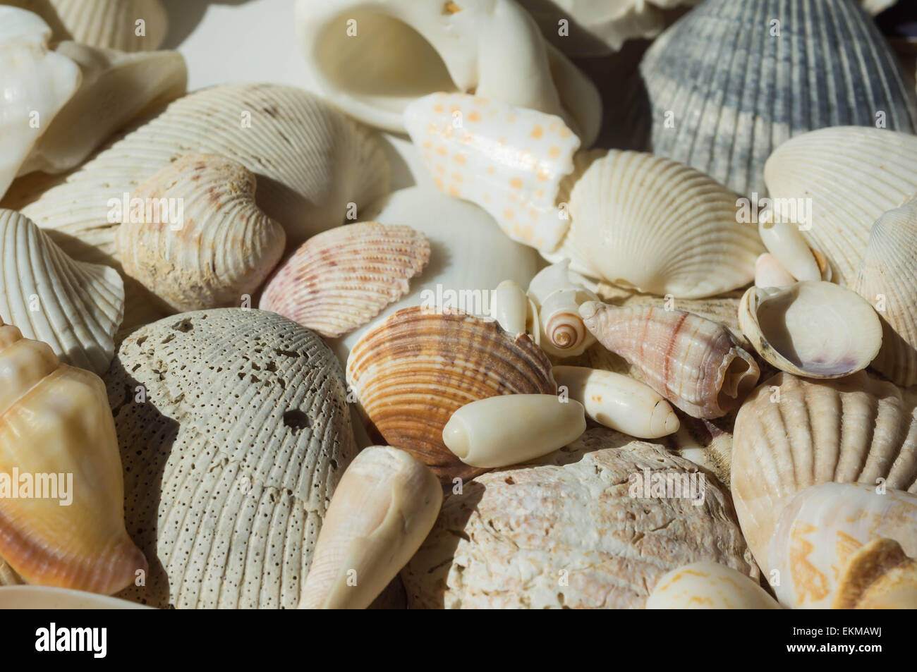 Background from sea shells close up Stock Photo - Alamy