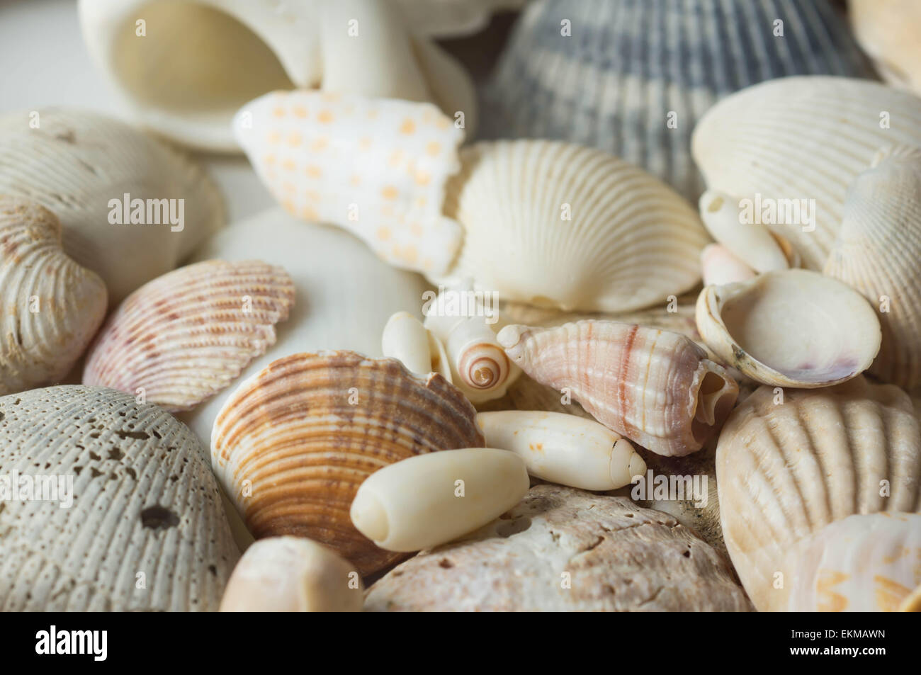 Different sea shells close up Stock Photo - Alamy