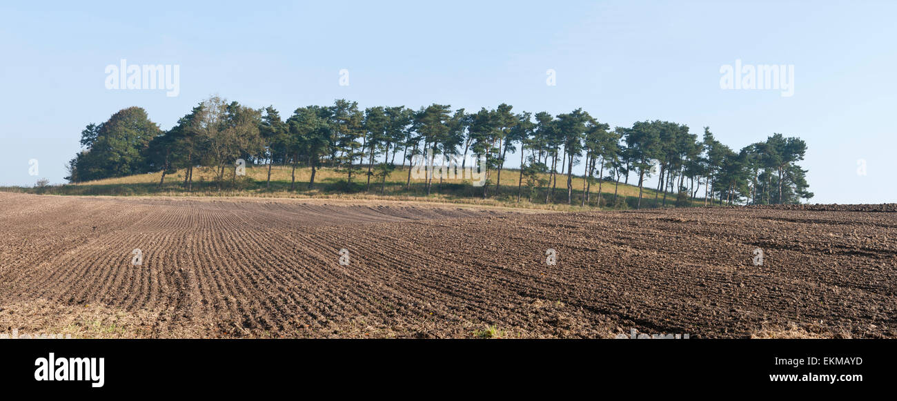 Harrowed field with pine trees in the background. Panorama. Copy space ...