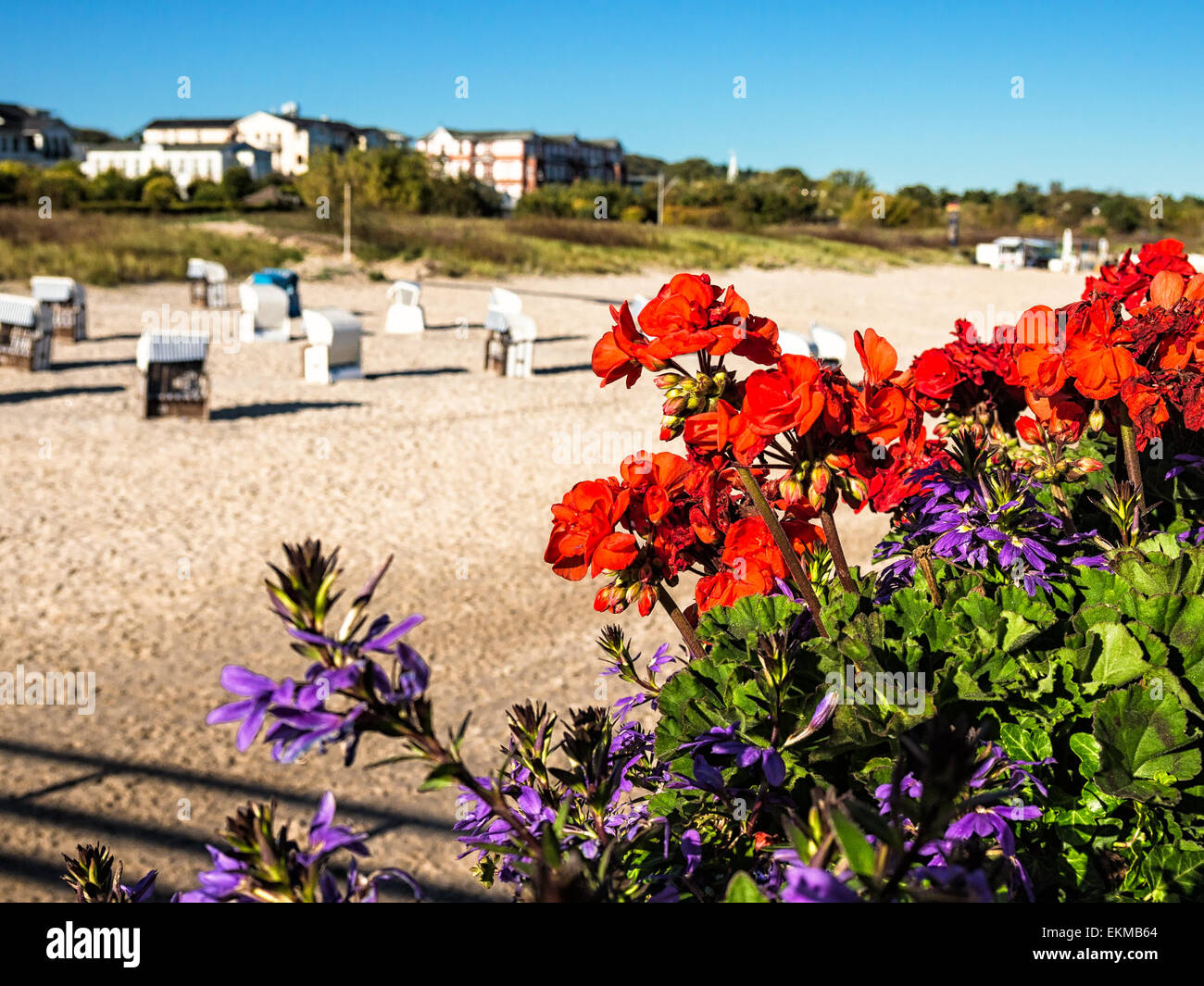 Baltic sea flowers hi-res stock photography and images - Alamy