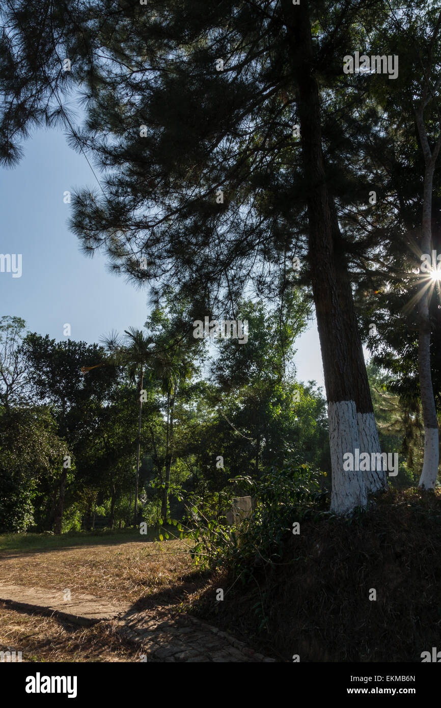 Pine tree in sunshine hi-res stock photography and images - Alamy