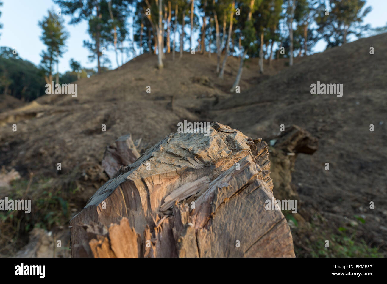 cut trees to make space for tea gardens in sylhet, bangladesh Stock ...