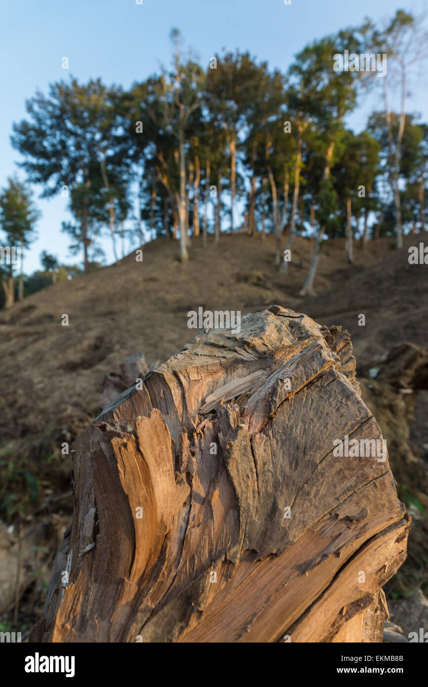 cut trees to make space for tea gardens in sylhet, bangladesh Stock ...
