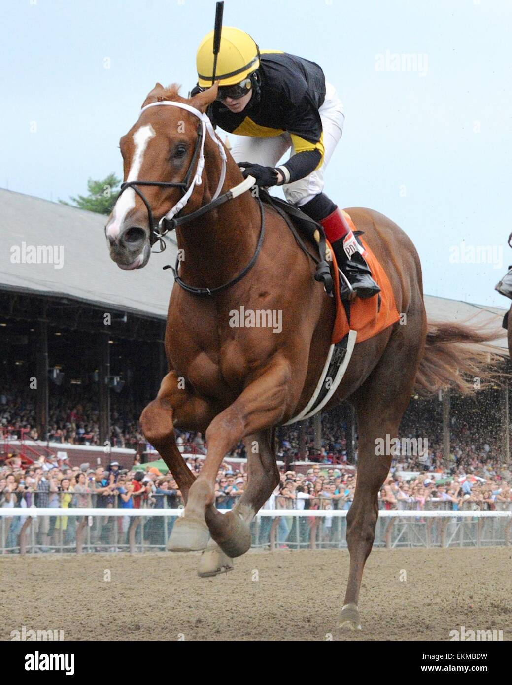 American eclipse horse hi-res stock photography and images - Alamy