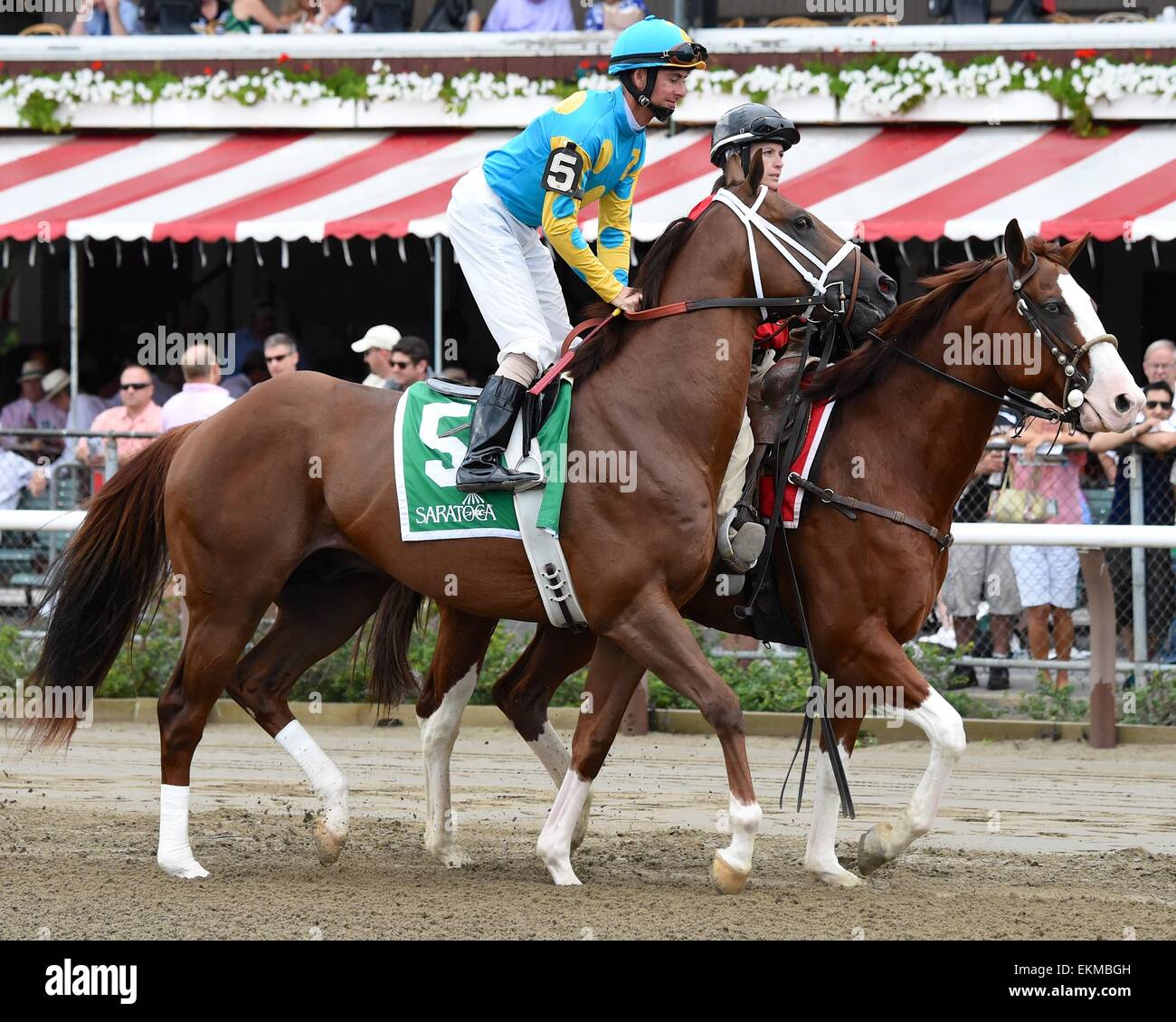 American eclipse horse hi-res stock photography and images - Alamy