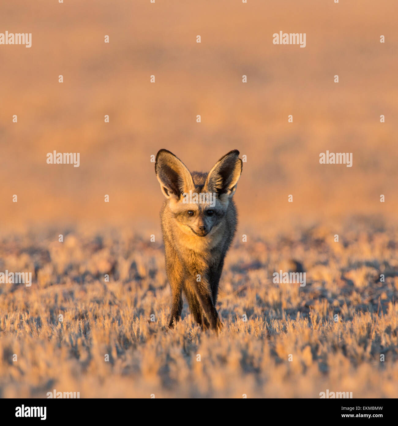 Otocyon megalotis namib hi-res stock photography and images - Alamy
