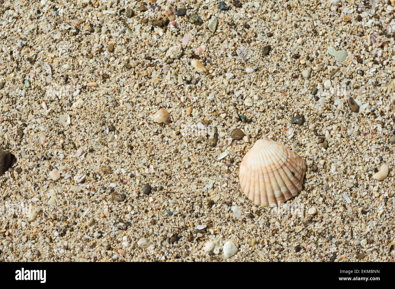 Background from sea sand and a shell Stock Photo - Alamy
