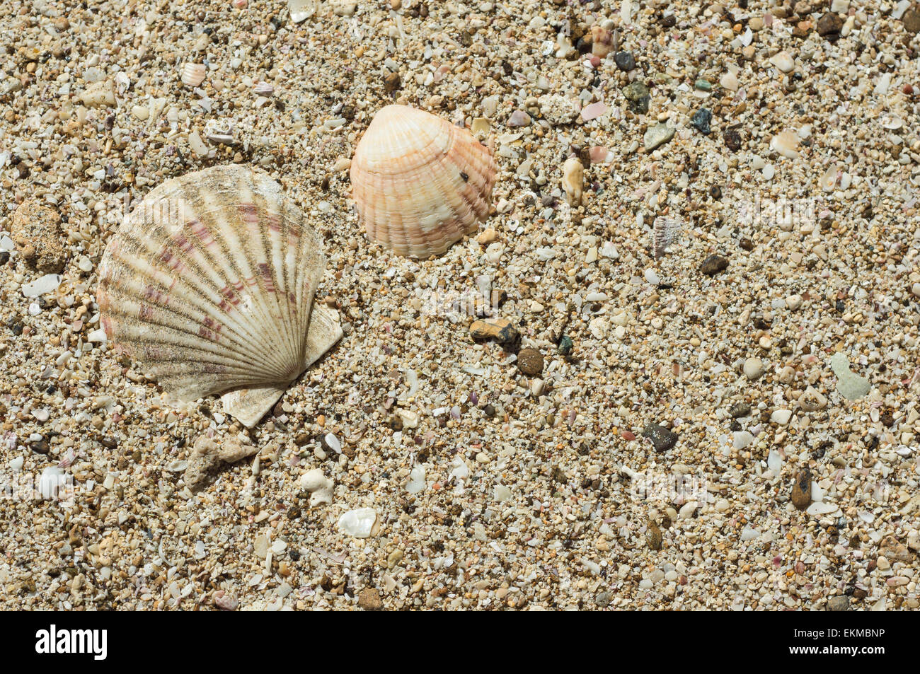 Two sea shells on sand Stock Photo - Alamy