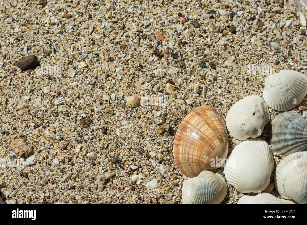 Background from sand and seashells Stock Photo - Alamy