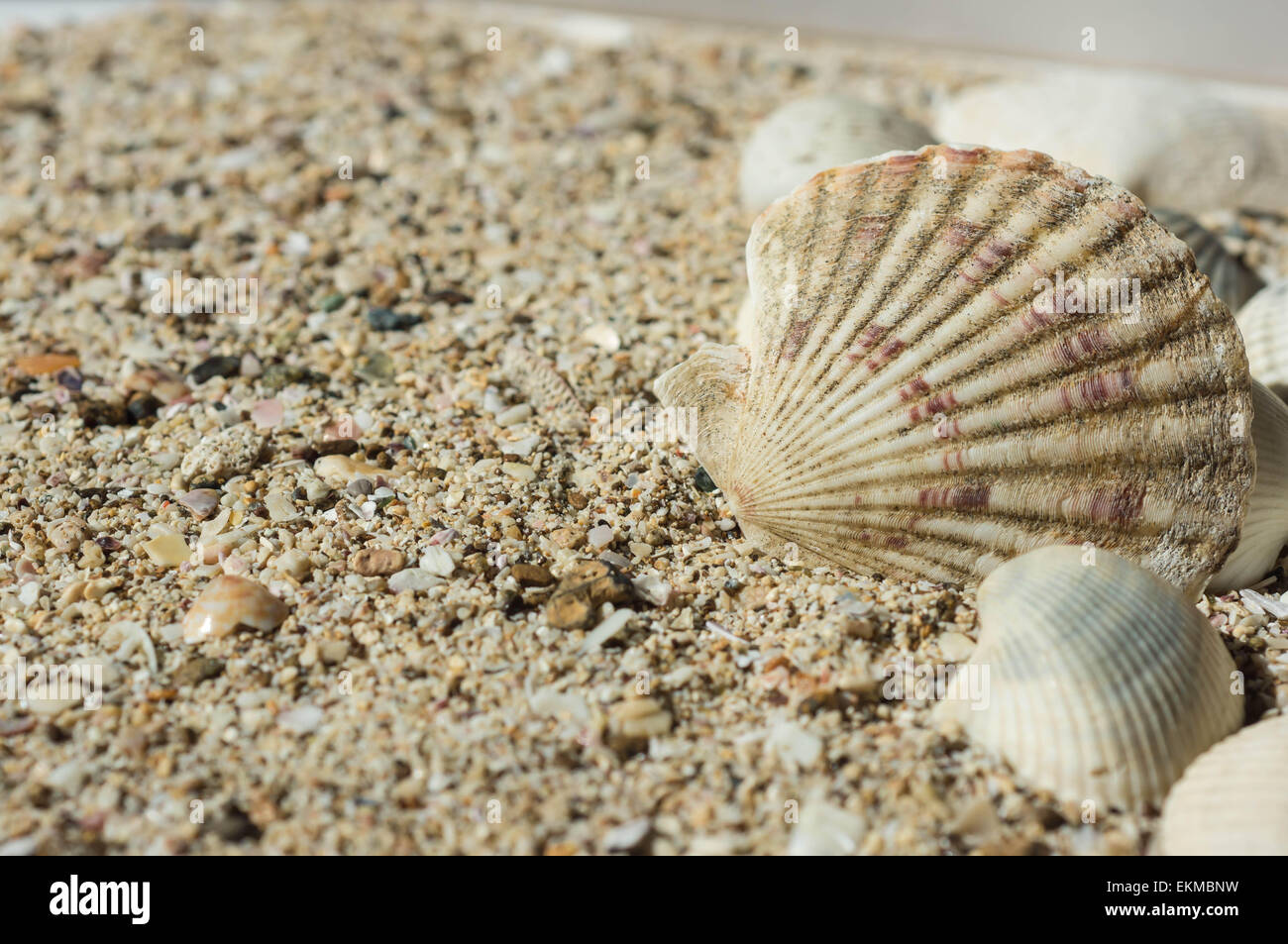 Sand and sea shells hi-res stock photography and images - Alamy