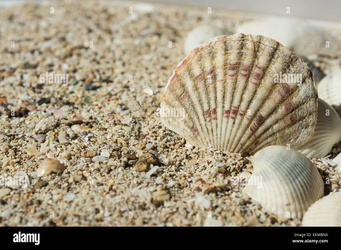 Some sea shells on sand Stock Photo - Alamy