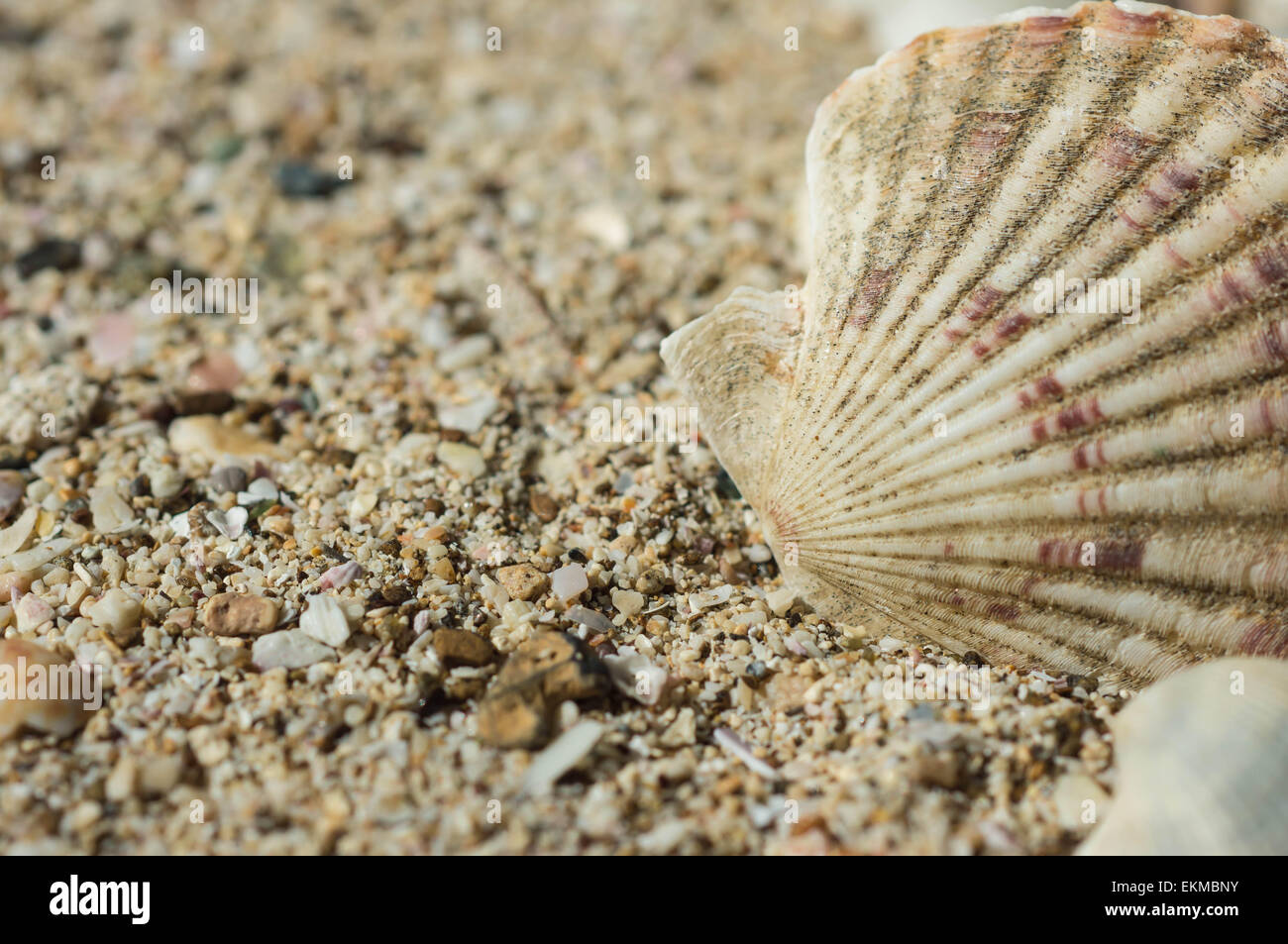 Sand and sea shells close up Stock Photo - Alamy