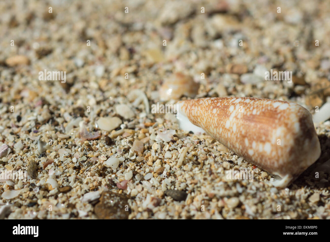Brown shell on sand close up Stock Photo - Alamy