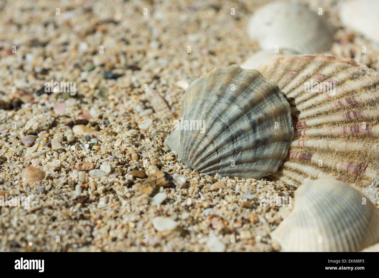 Some sea shells in sand close up Stock Photo - Alamy