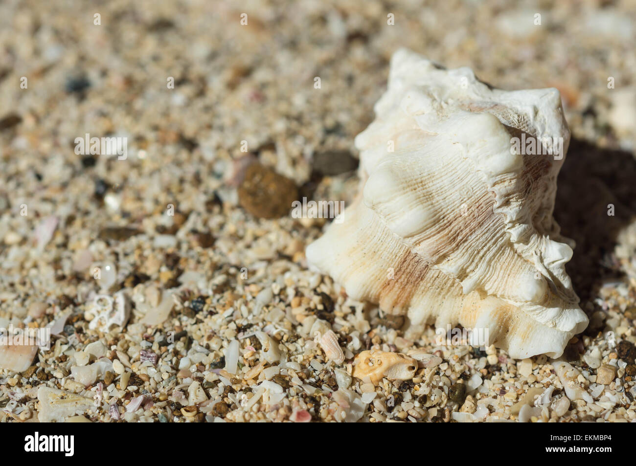 Beautiful sea shell on sand close up Stock Photo - Alamy