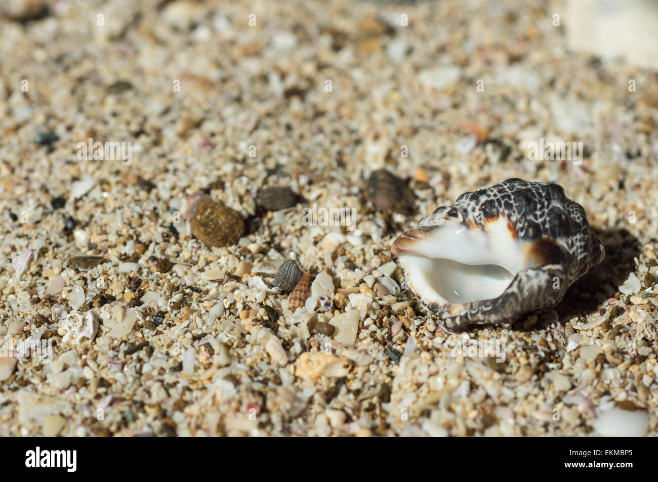Shell sand yellow hi-res stock photography and images - Alamy