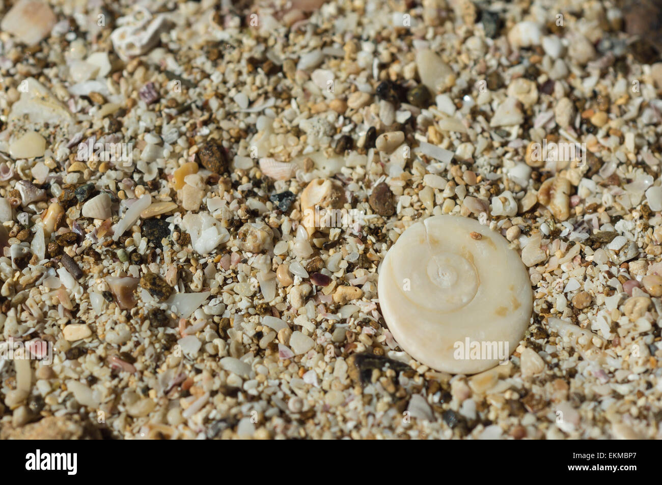 Shell with a spiral curl on sand close up Stock Photo - Alamy