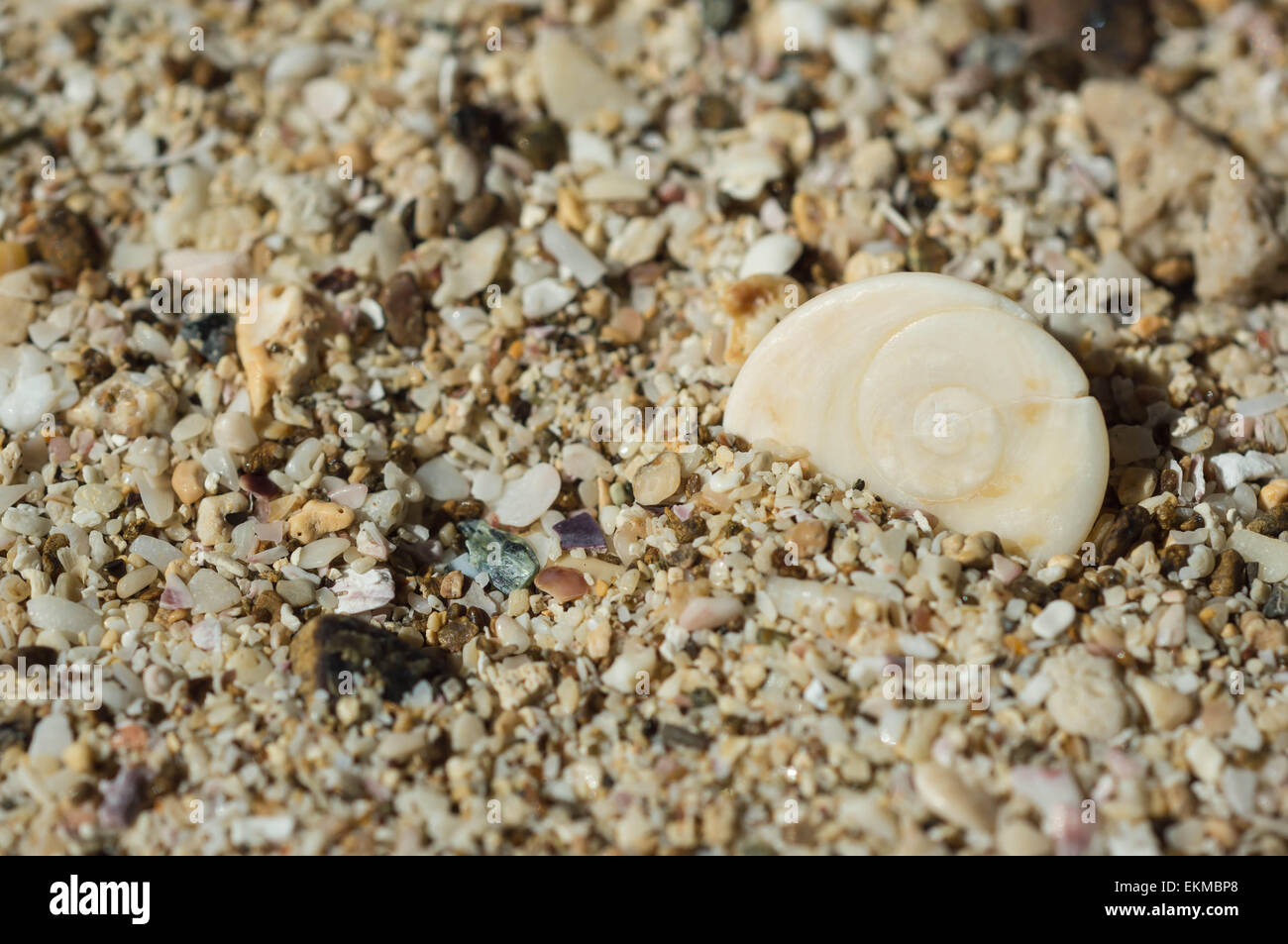 Curl shell hi-res stock photography and images - Alamy