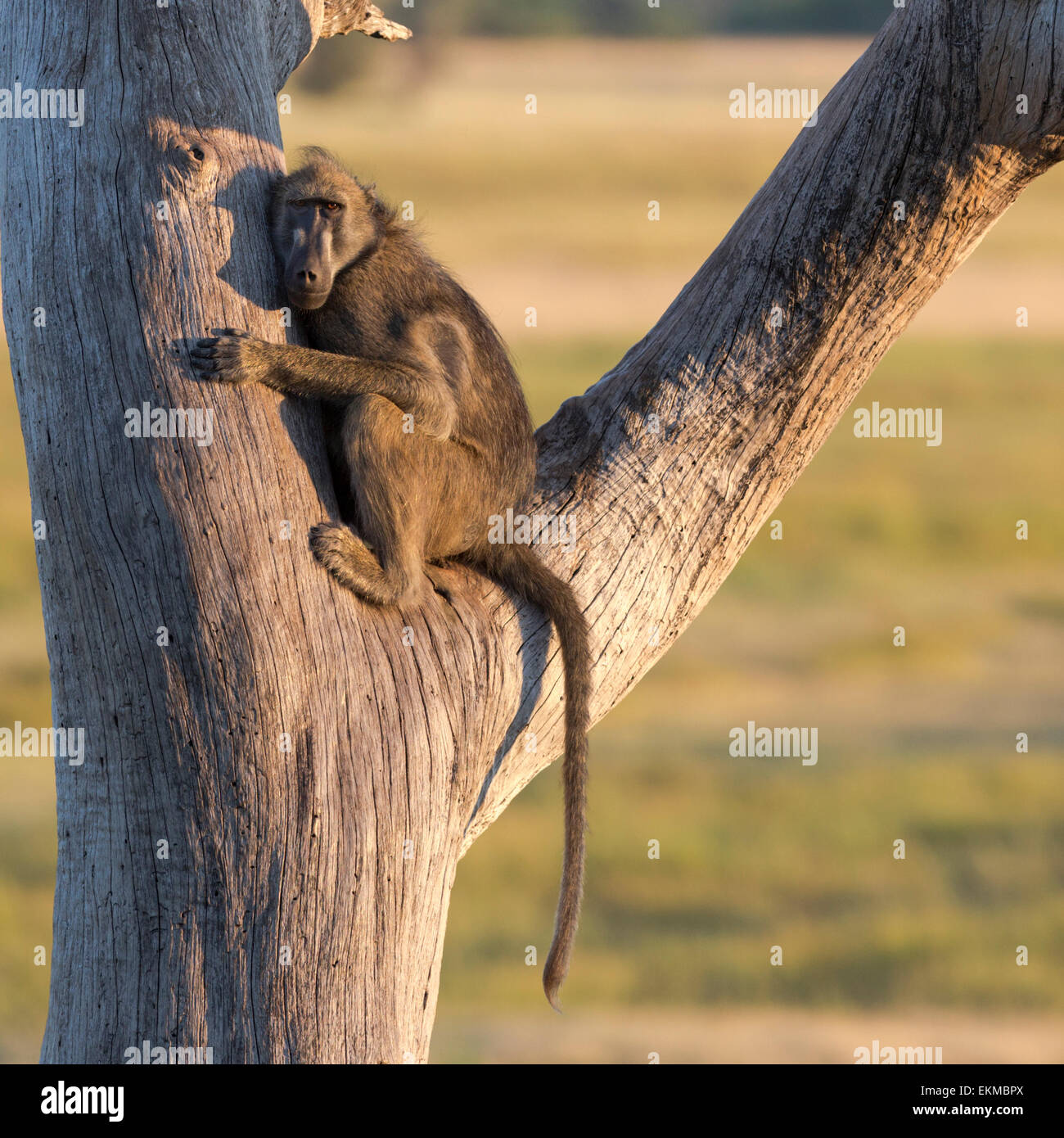 Baboon tree hi-res stock photography and images - Alamy