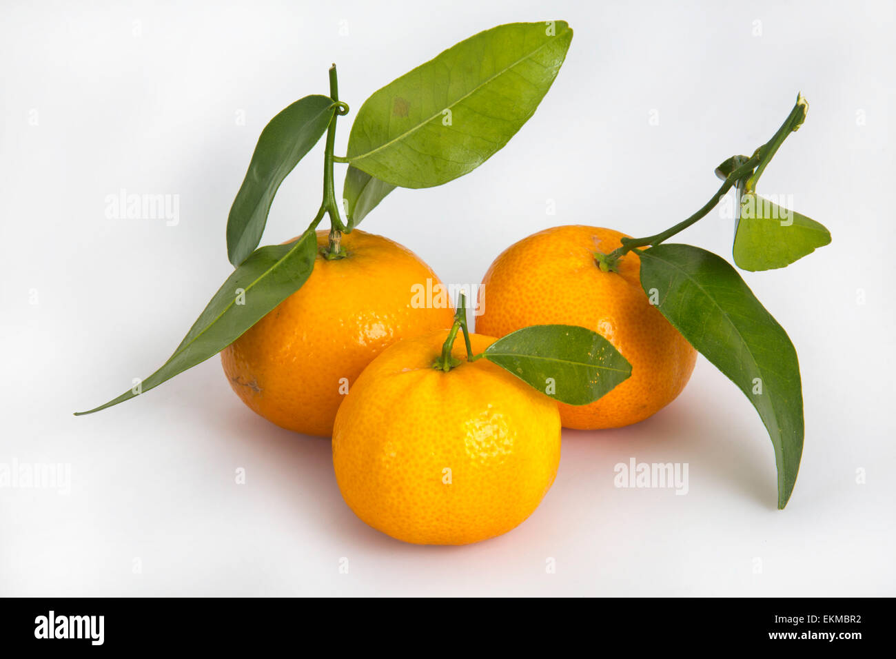 Citrus Reticulata High Resolution Stock Photography and Images - Alamy