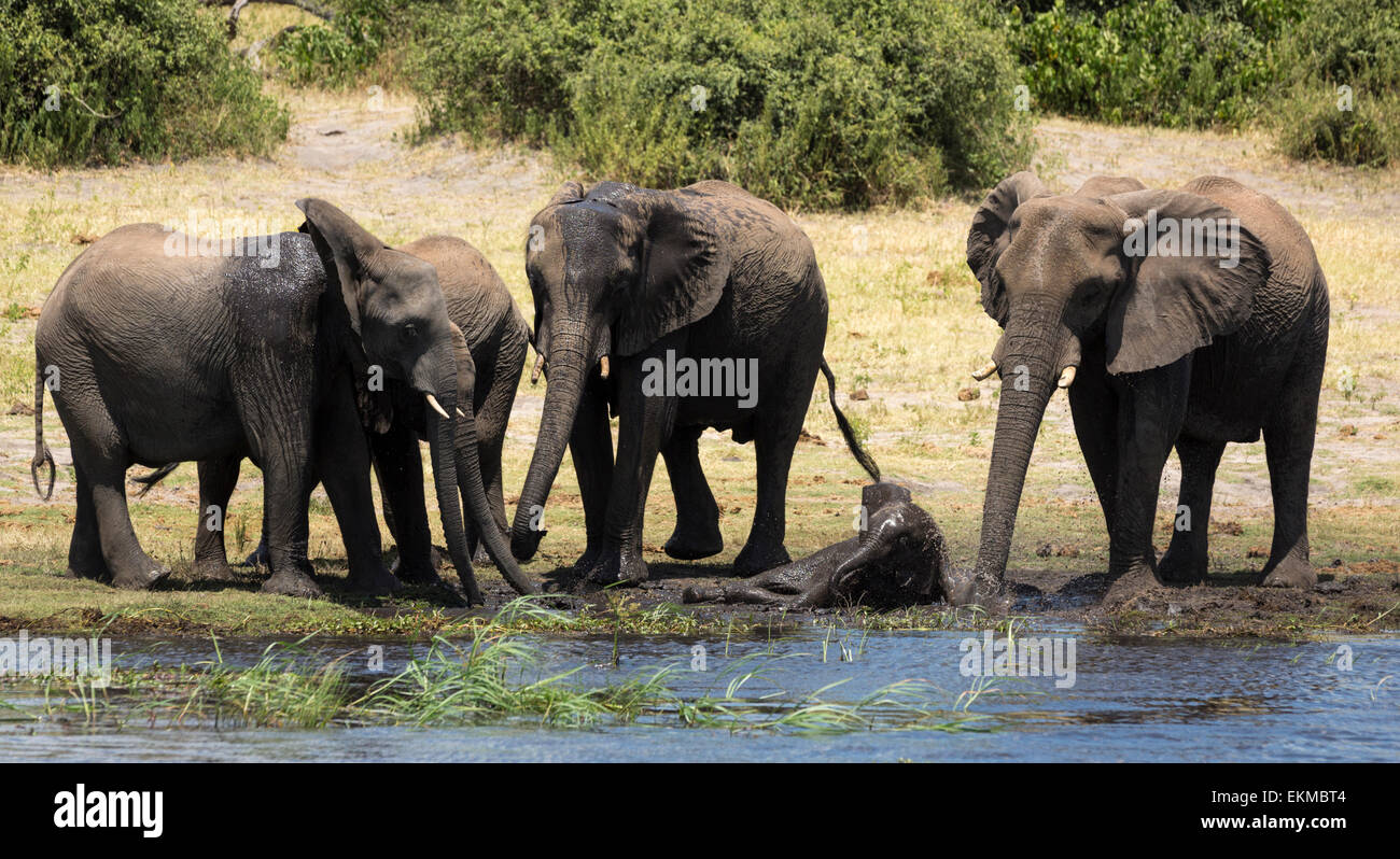 Elephants enjoying the water at Chobe River in Chobe National Park ...