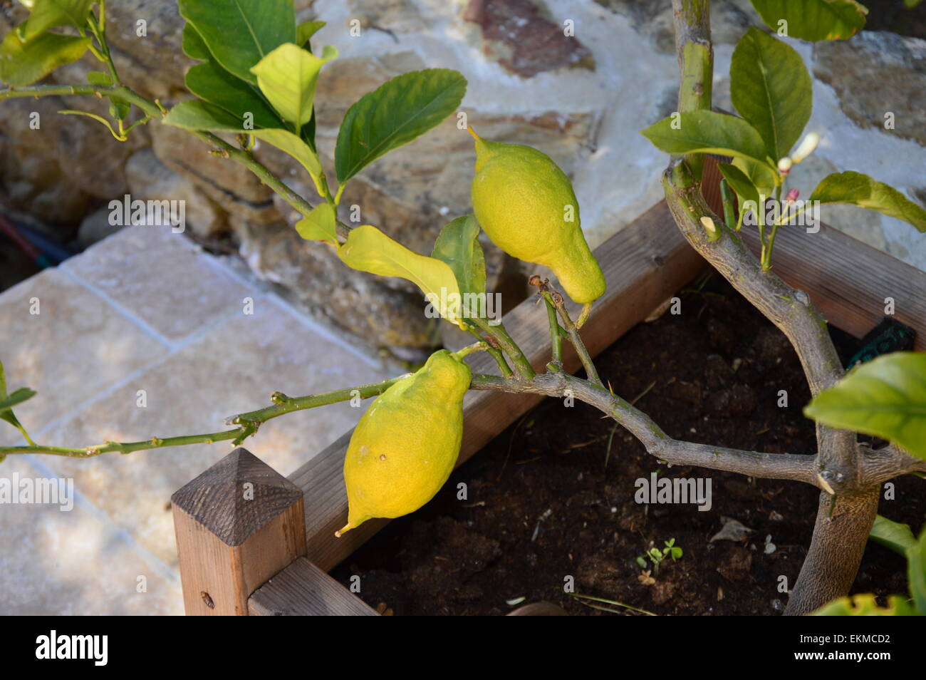 Little Lemon Tree outside Stock Photo - Alamy