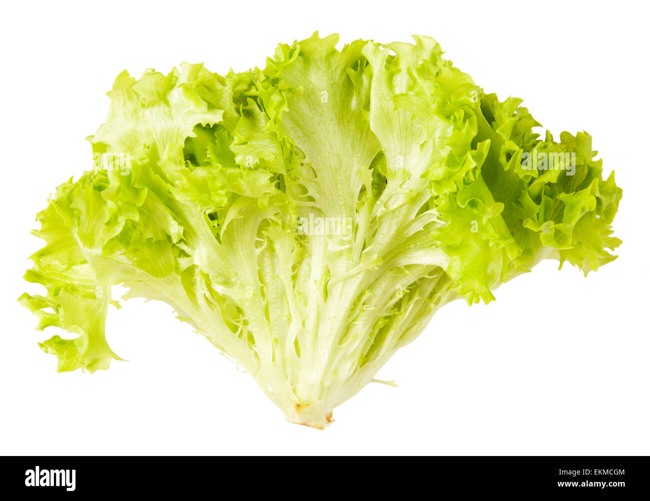 Green background lettuce hi-res stock photography and images - Alamy