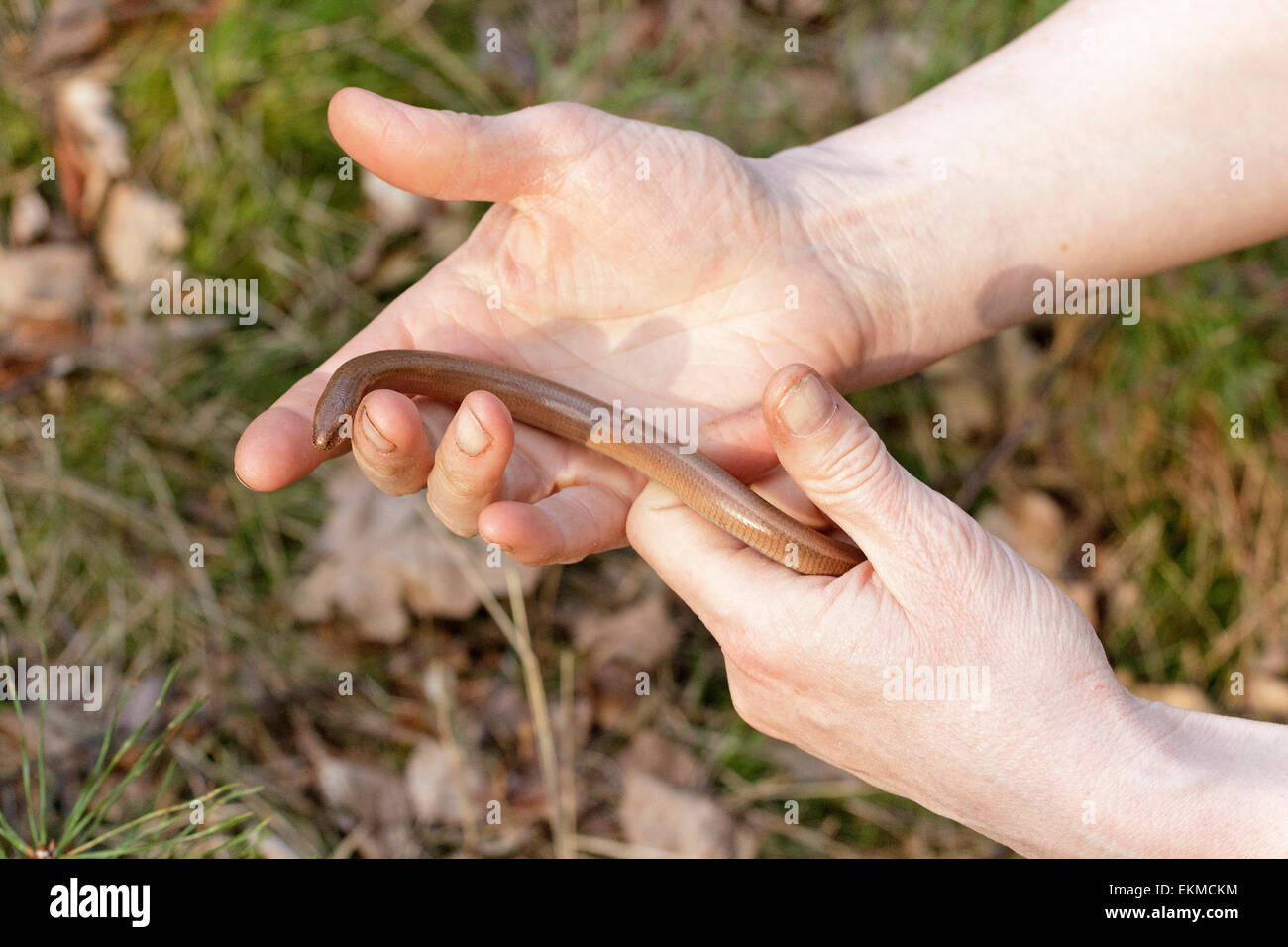 slow-worm in a woman´s hands Stock Photo - Alamy
