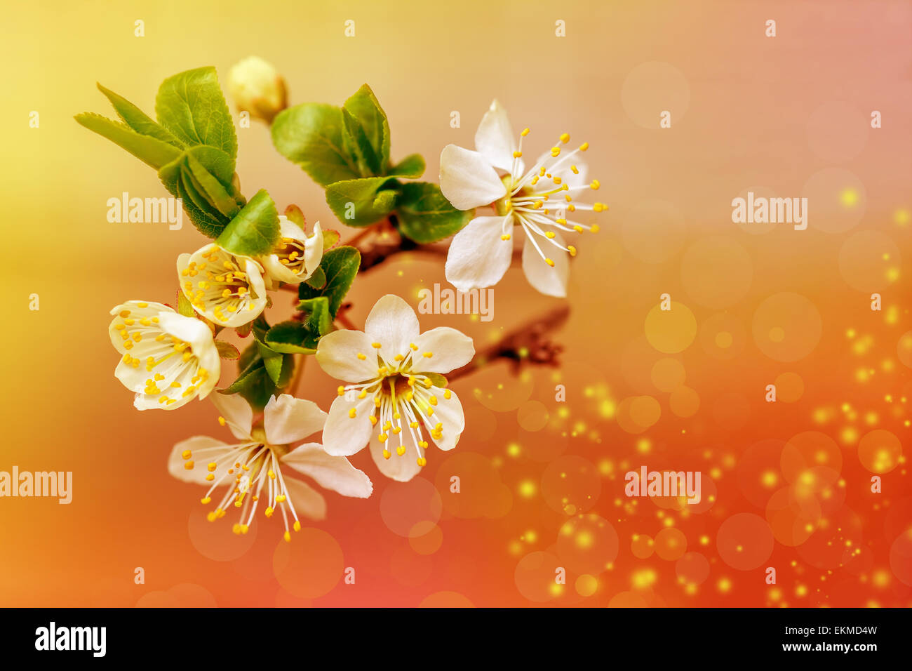Spring bloming plum flowers. Greeting card background Stock Photo - Alamy