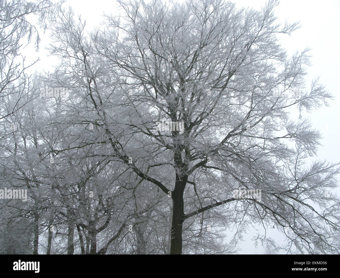 Freezing frost frozen tree hi-res stock photography and images - Alamy