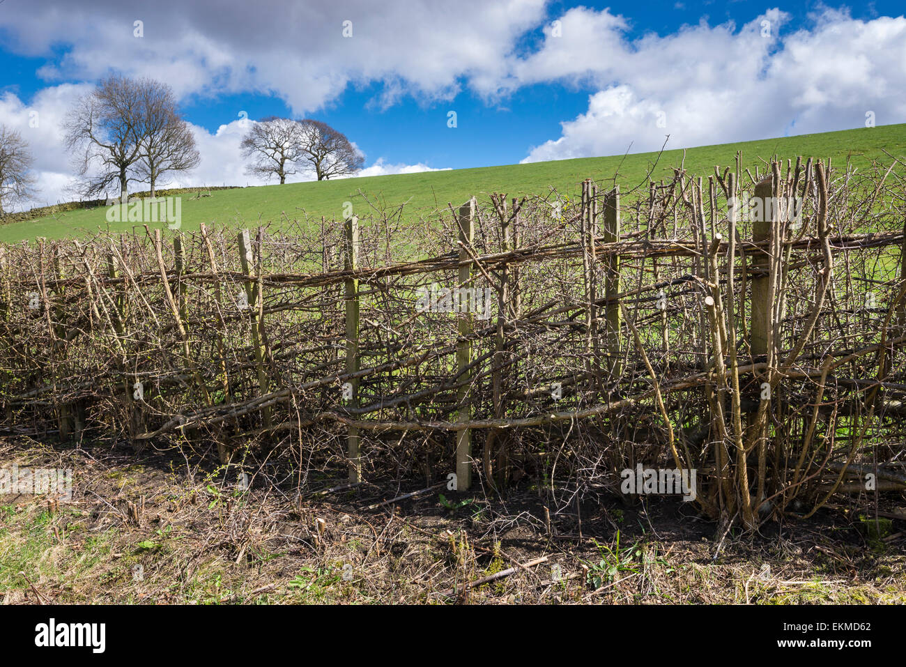 Example of a newly laid hedge near the village of Hayfield in the Peak ...
