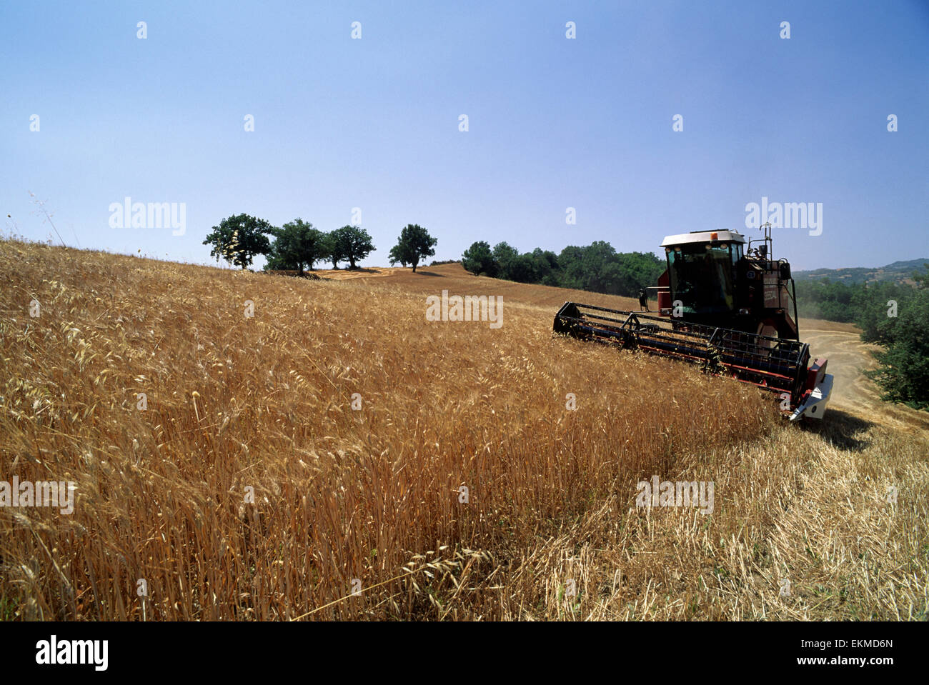 Italy, Basilicata, Roccanova, wheat harvest Stock Photo - Alamy