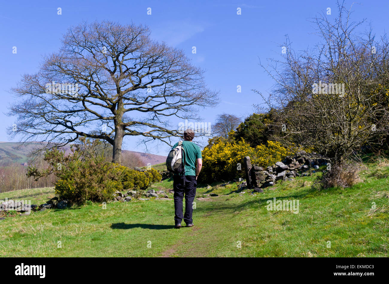 Caucasian Walker Walking the Dane Valley Way Footpath, Peak District ...