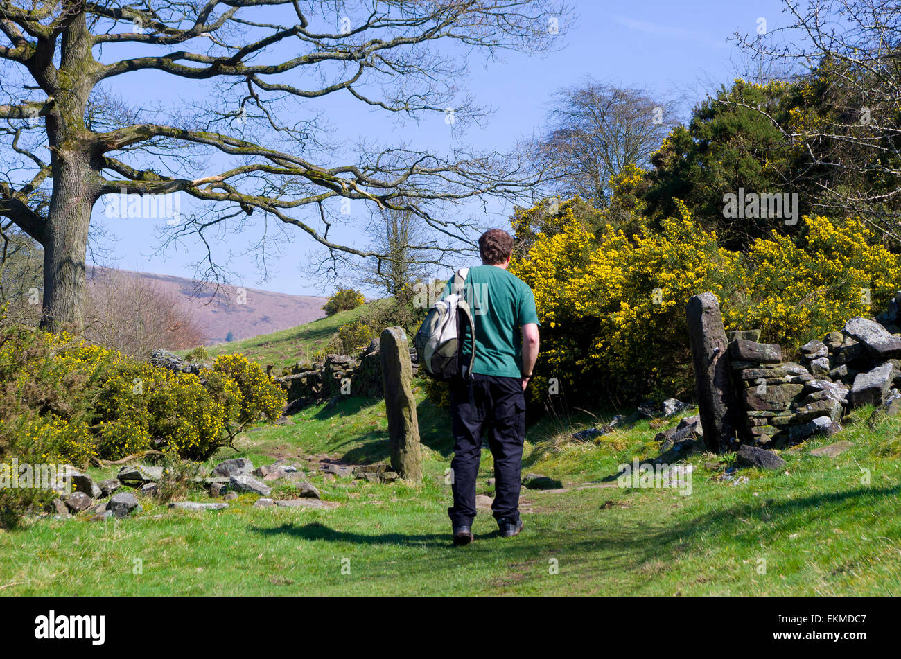 Caucasian Walker Walking the Dane Valley Way Footpath, Peak District ...