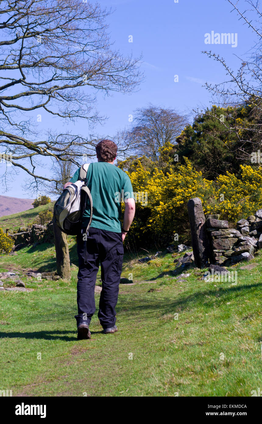 Caucasian Walker Walking the Dane Valley Way Footpath, Peak District ...