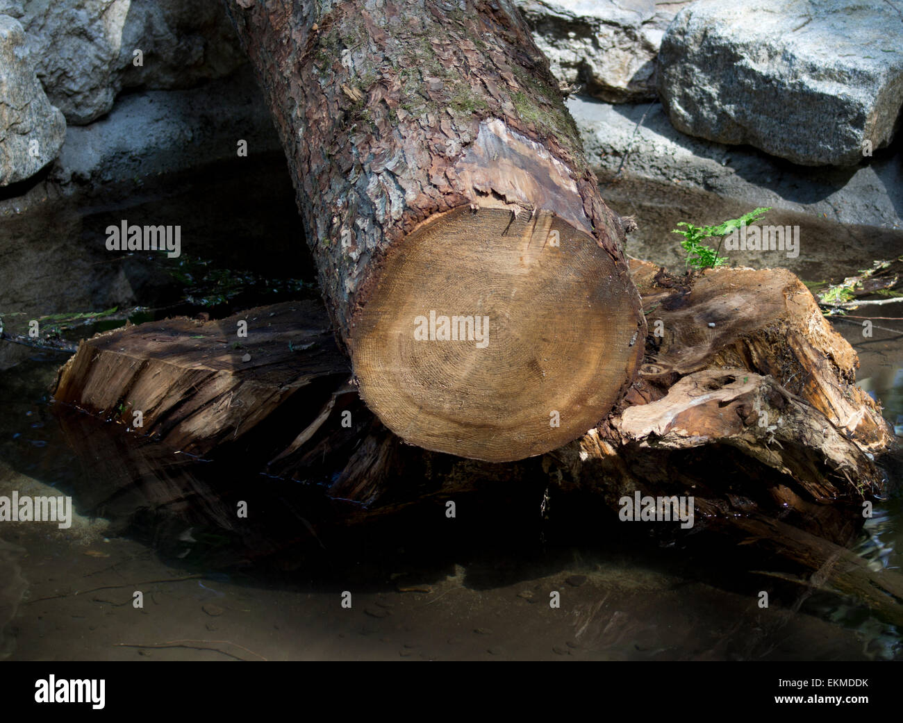 Cut wood tree hi-res stock photography and images - Alamy