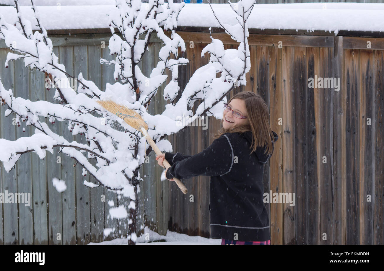 Protecting tree from heavy snow Stock Photo - Alamy
