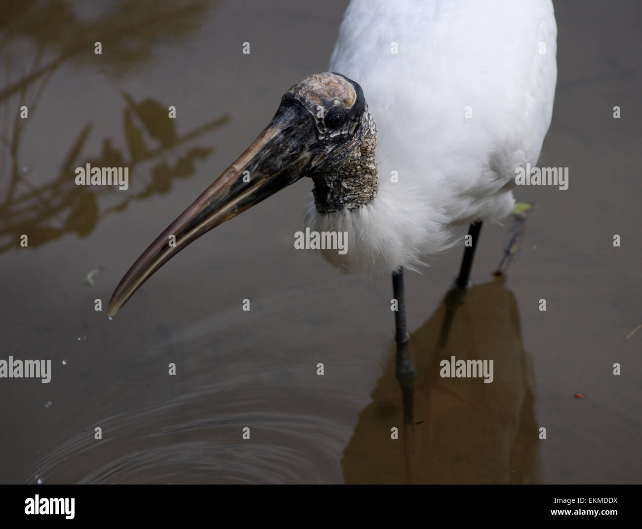 Wading stork species hi-res stock photography and images - Alamy
