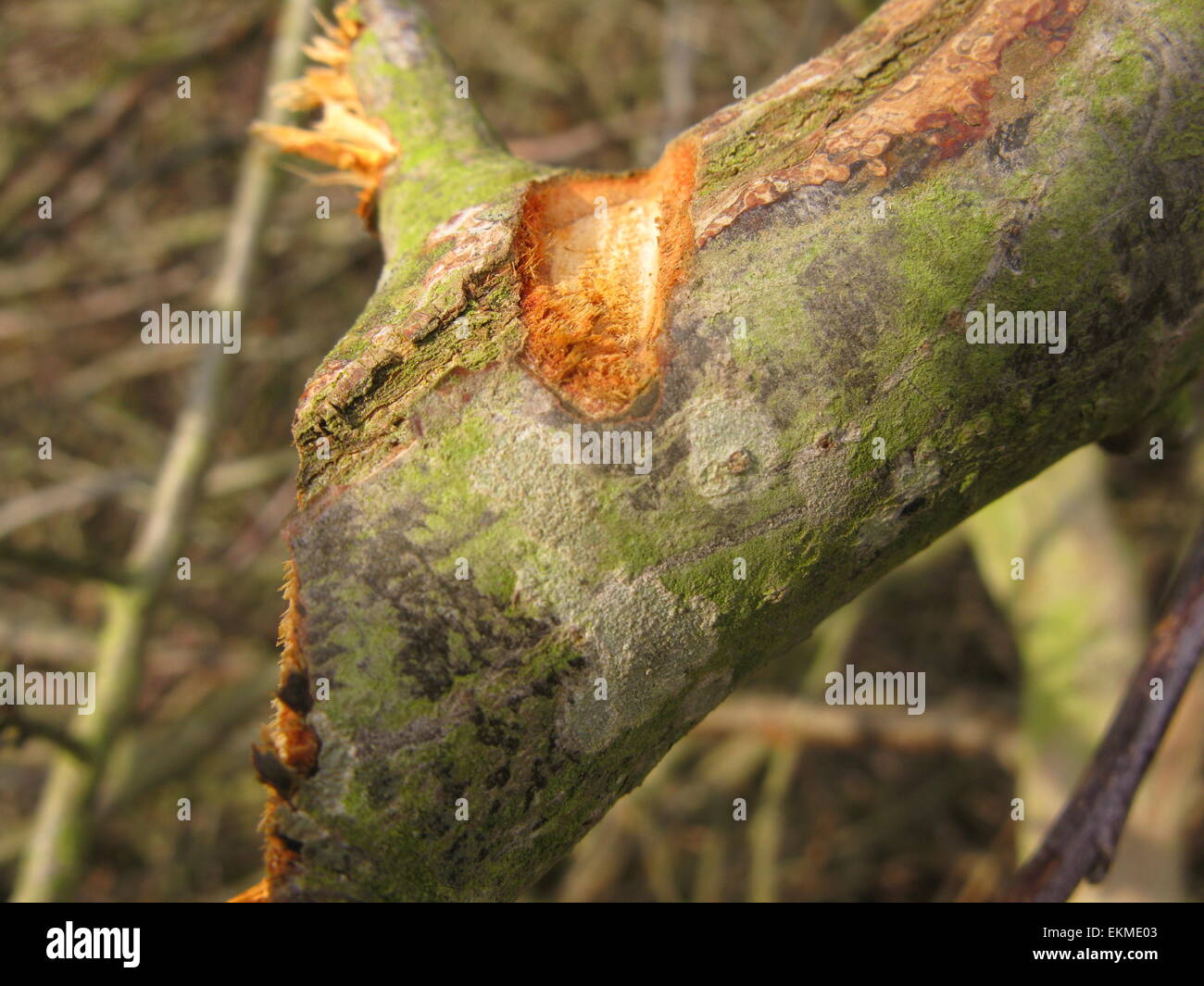 Hawthorn Hedge Pruned Stock Photo - Alamy