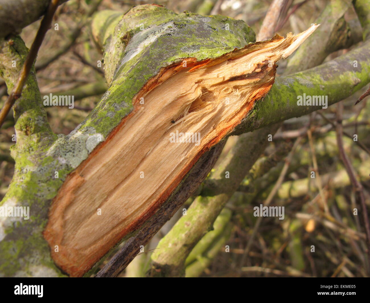 New hedge shears hi-res stock photography and images - Alamy